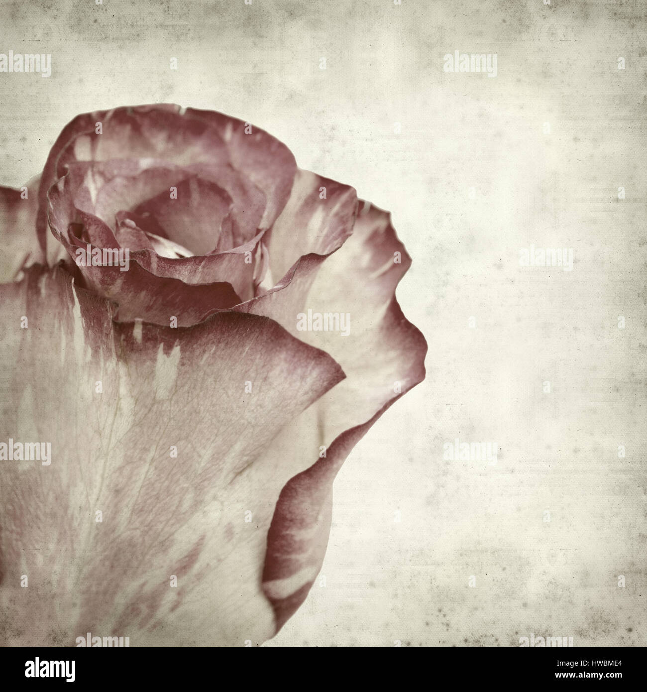 textured old paper background with unusual mottled rose Stock Photo - Alamy