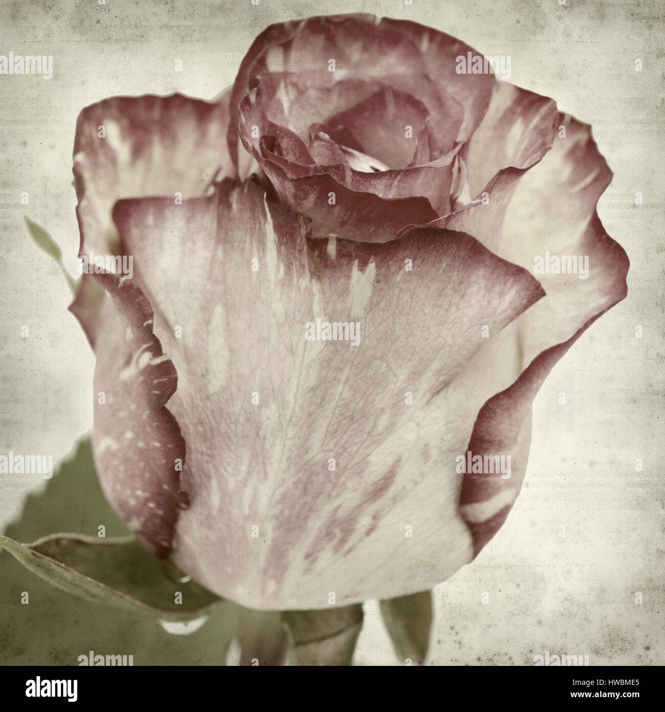 textured old paper background with unusual mottled rose Stock Photo - Alamy