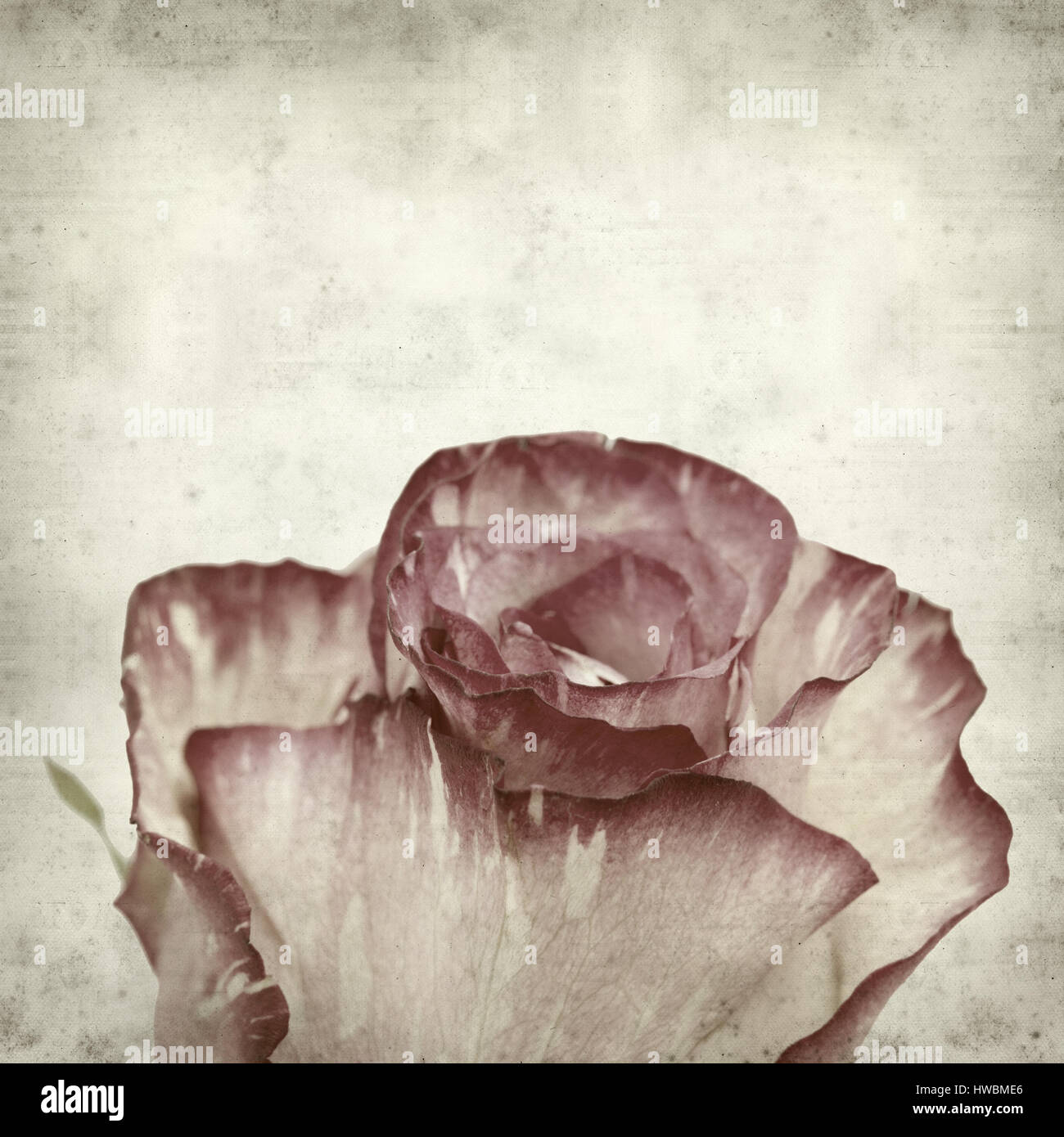 textured old paper background with unusual mottled rose Stock Photo - Alamy
