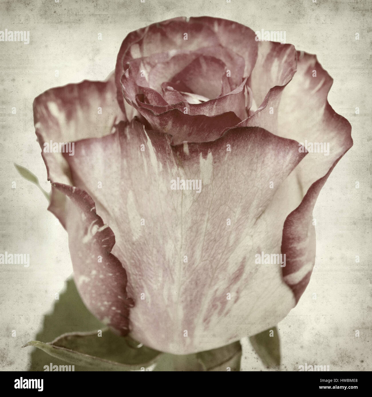 textured old paper background with unusual mottled rose Stock Photo - Alamy
