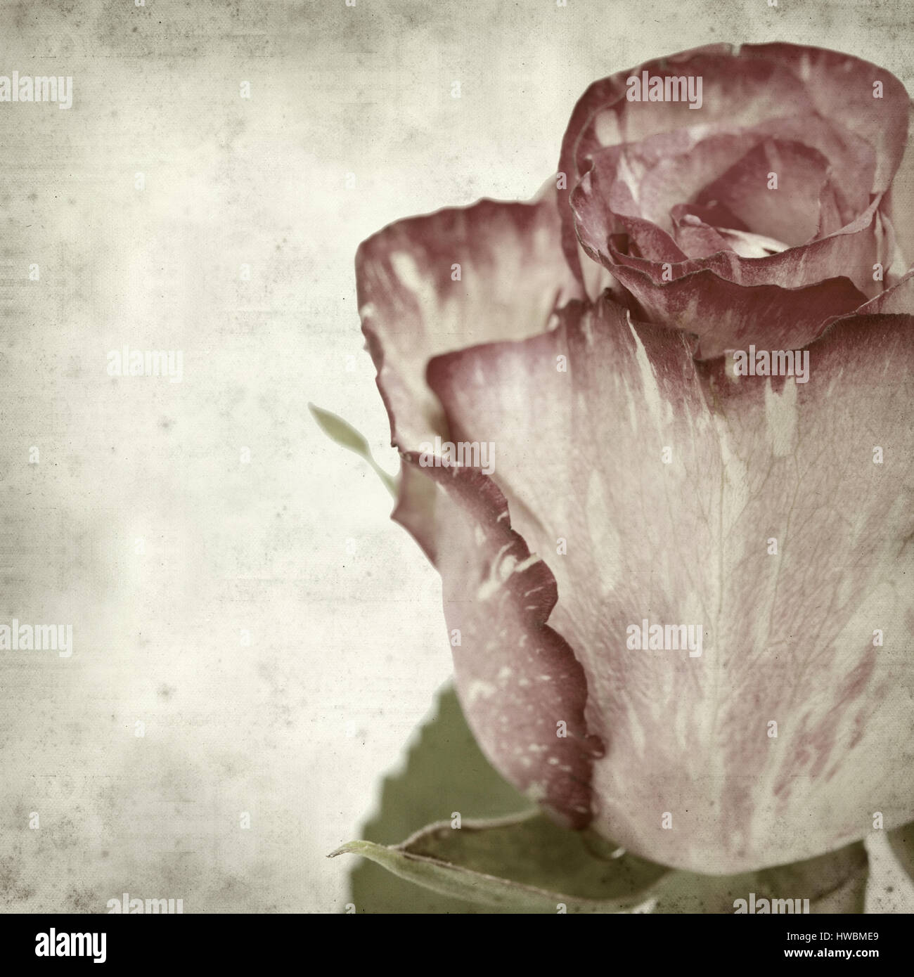 textured old paper background with unusual mottled rose Stock Photo - Alamy