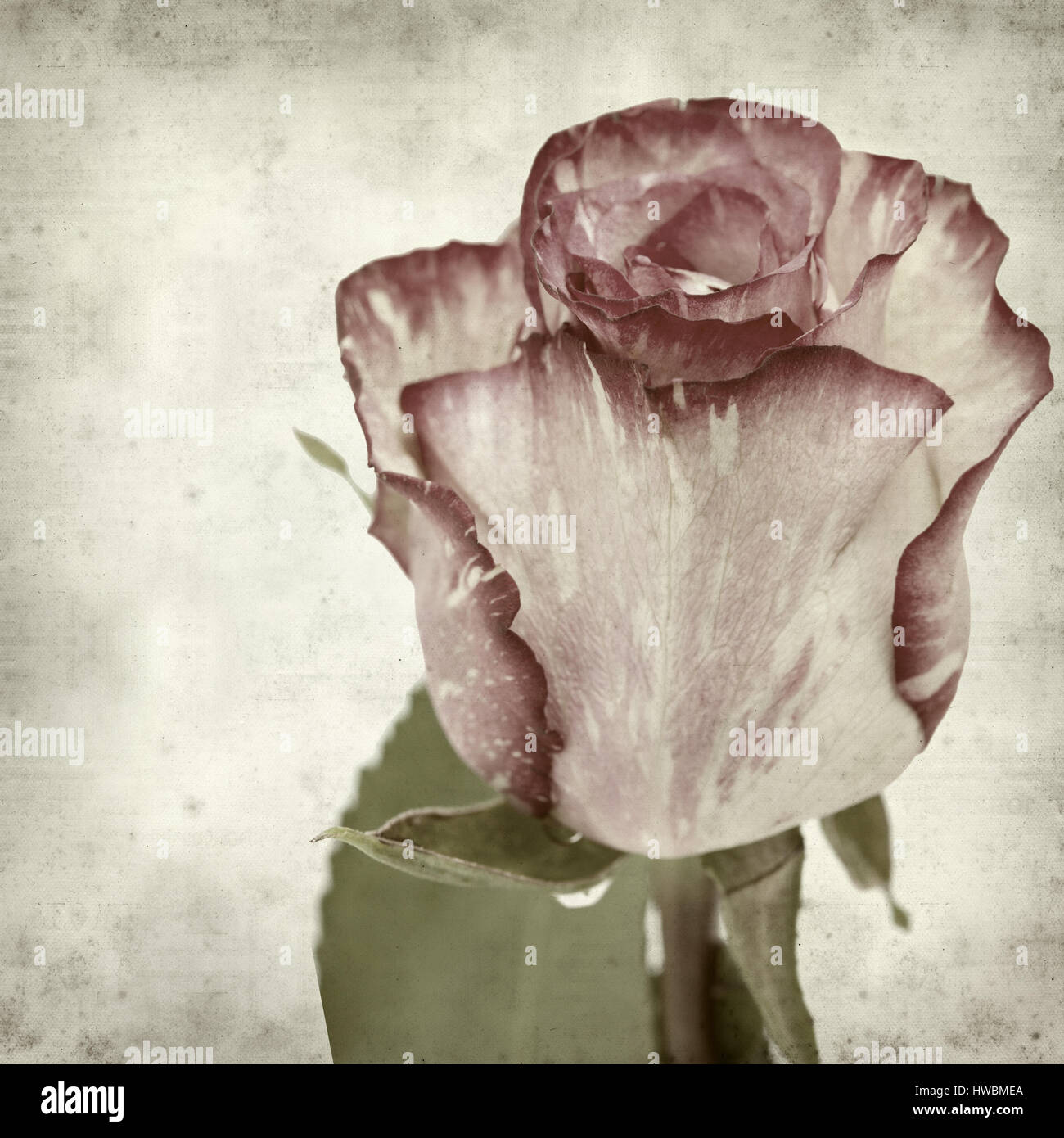 textured old paper background with unusual mottled rose Stock Photo - Alamy