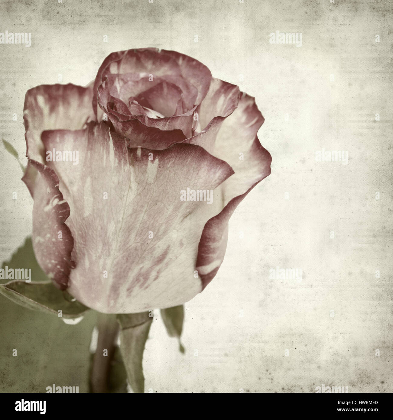 textured old paper background with unusual mottled rose Stock Photo - Alamy