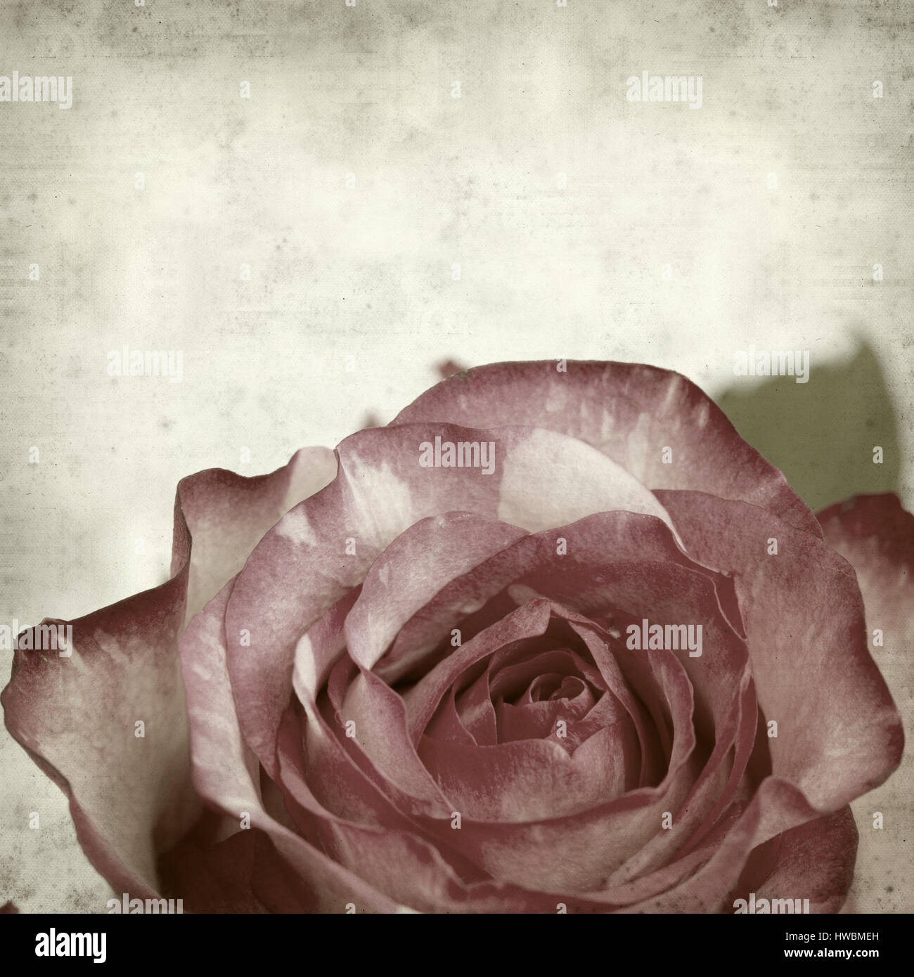 textured old paper background with unusual mottled rose Stock Photo - Alamy