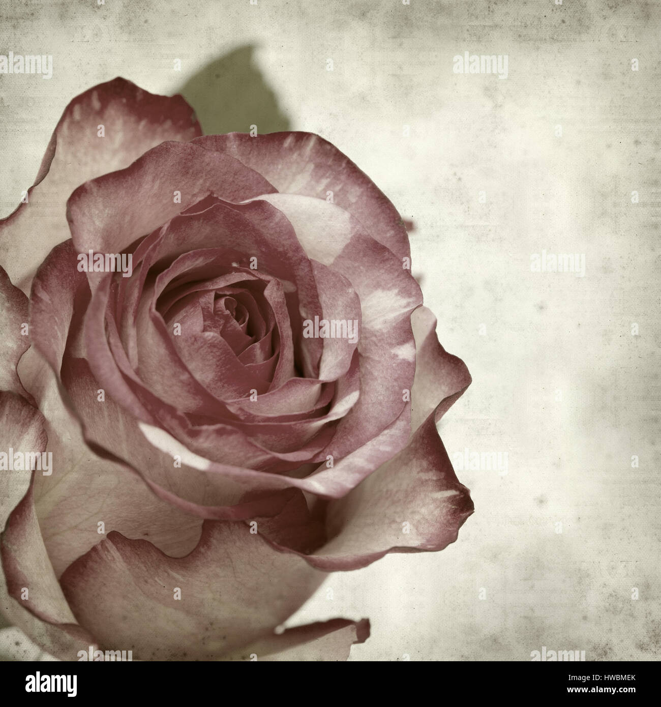textured old paper background with unusual mottled rose Stock Photo - Alamy