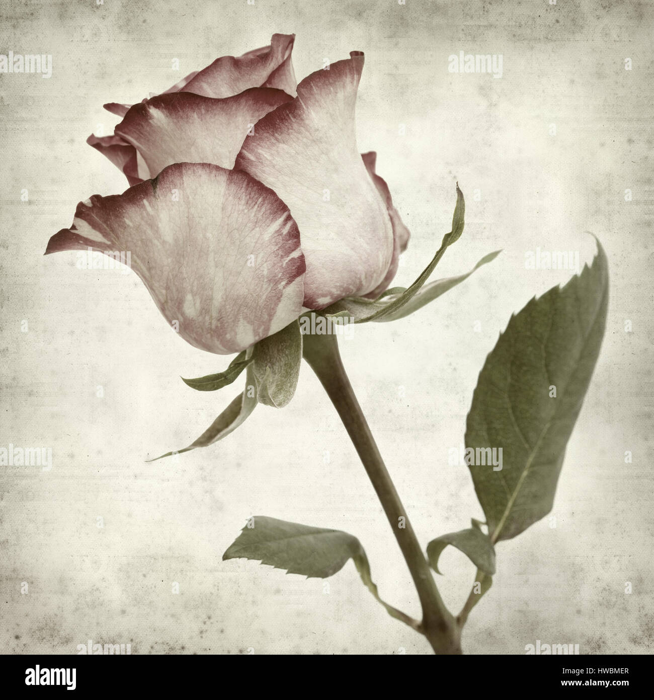 textured old paper background with unusual mottled rose Stock Photo - Alamy
