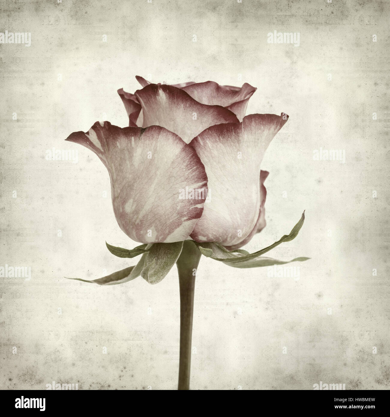 textured old paper background with unusual mottled rose Stock Photo - Alamy