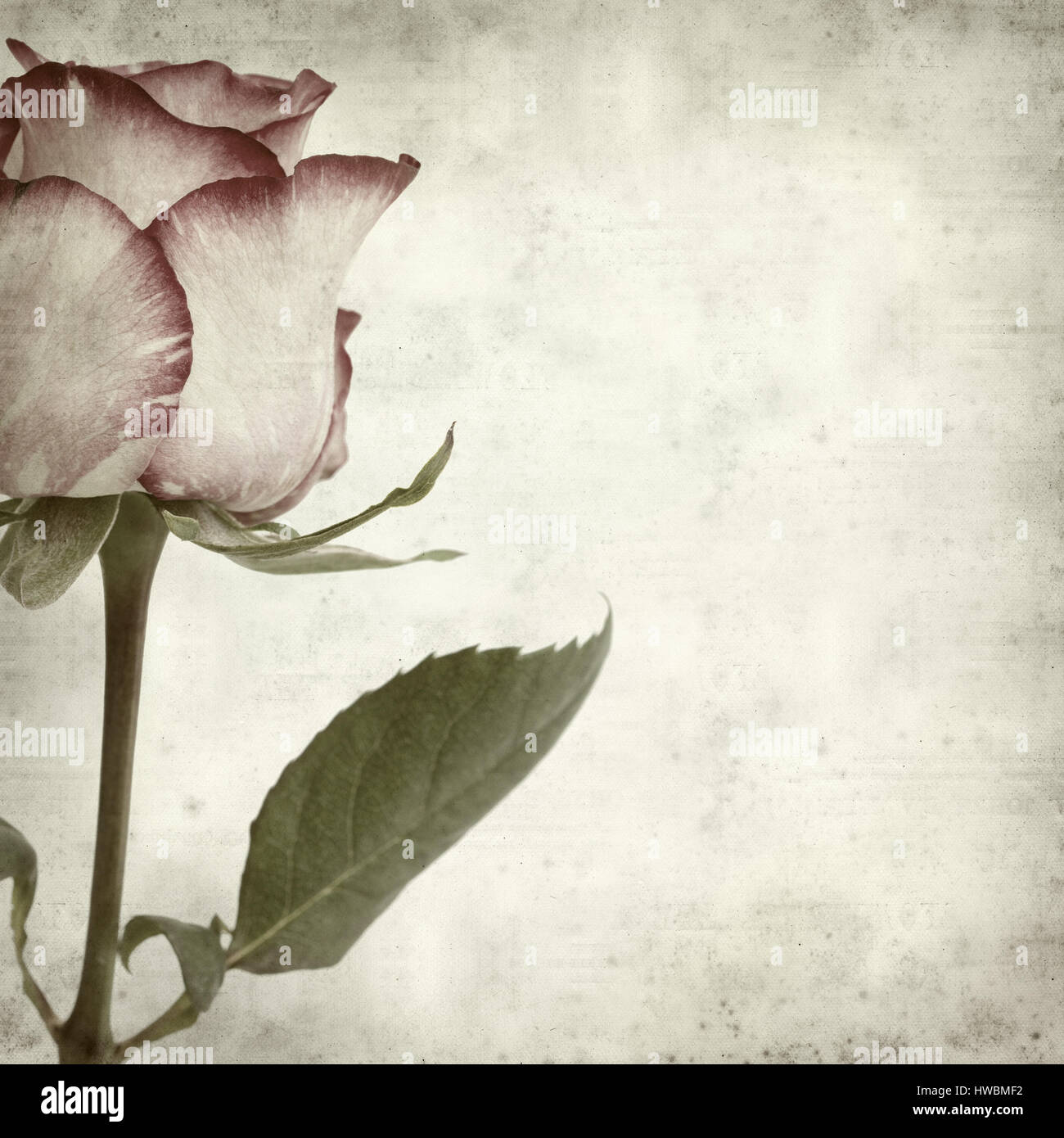 textured old paper background with unusual mottled rose Stock Photo - Alamy