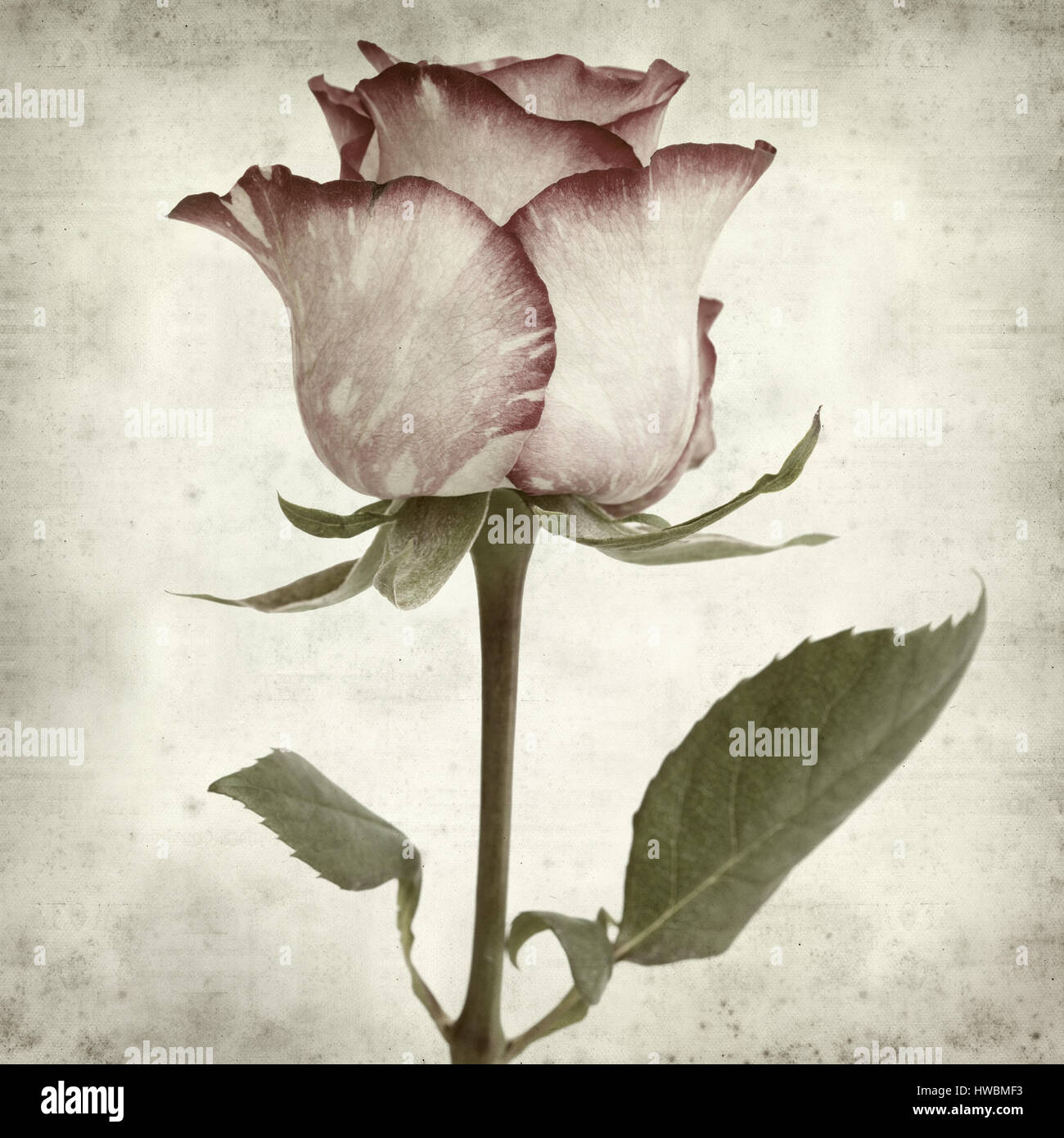 textured old paper background with unusual mottled rose Stock Photo - Alamy