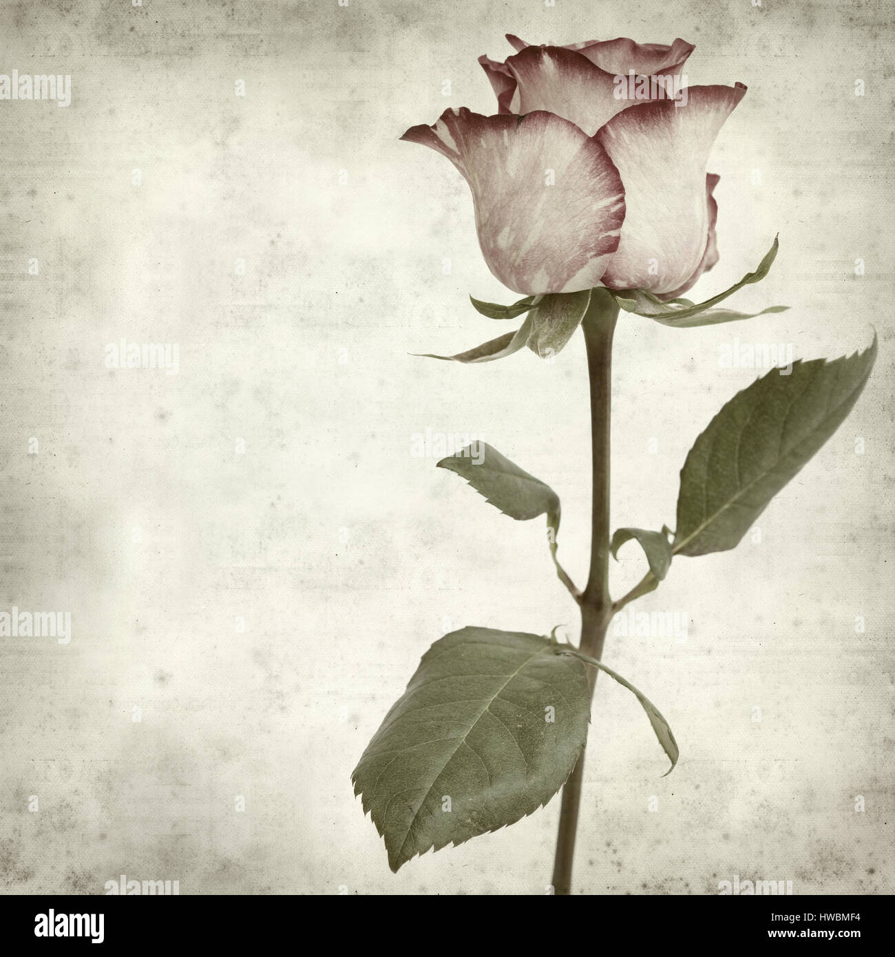 textured old paper background with unusual mottled rose Stock Photo - Alamy