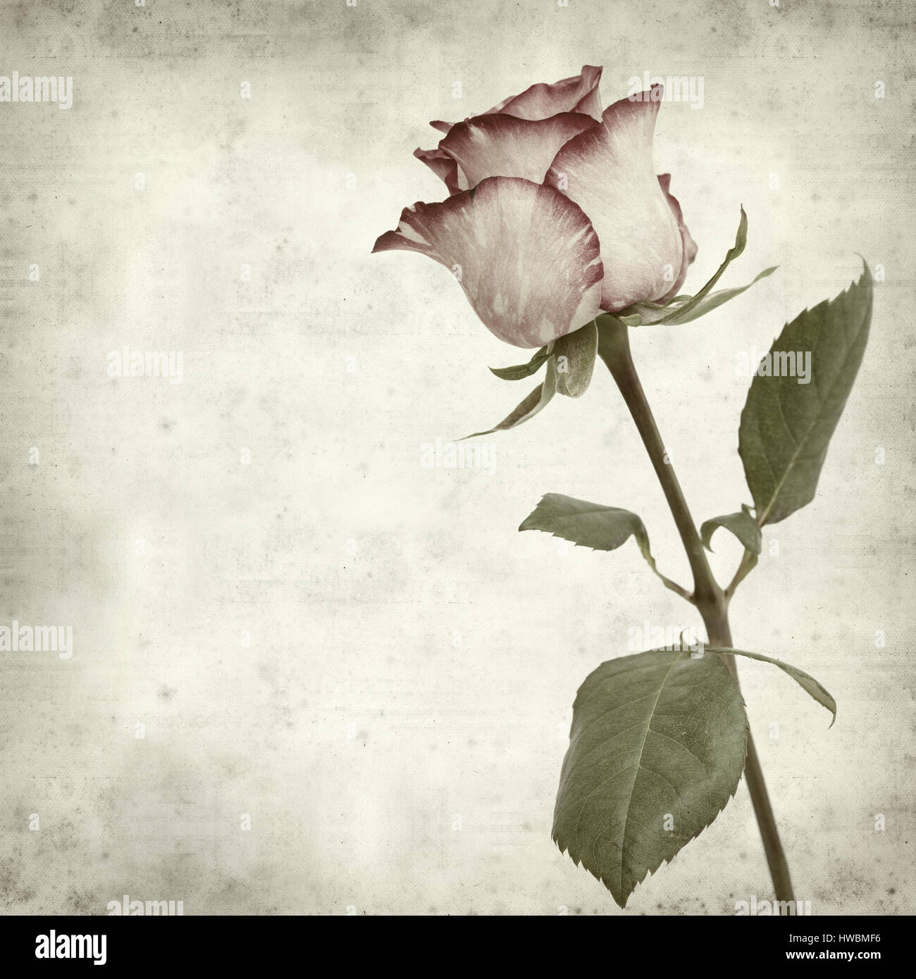 textured old paper background with unusual mottled rose Stock Photo - Alamy
