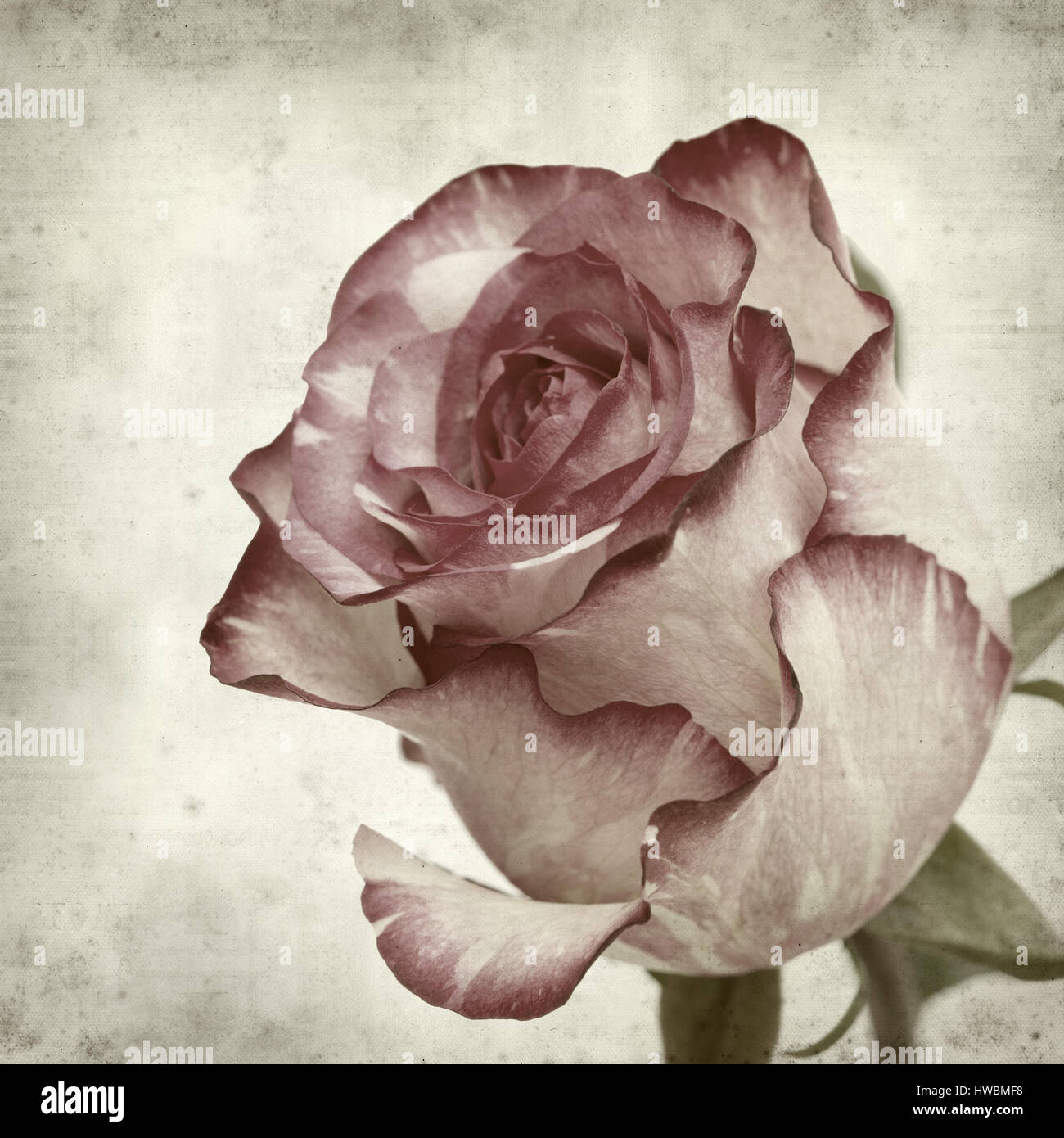 textured old paper background with unusual mottled rose Stock Photo - Alamy