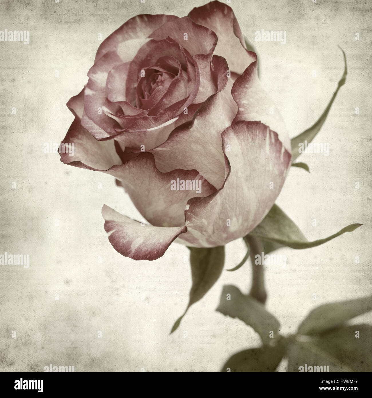 textured old paper background with unusual mottled rose Stock Photo - Alamy