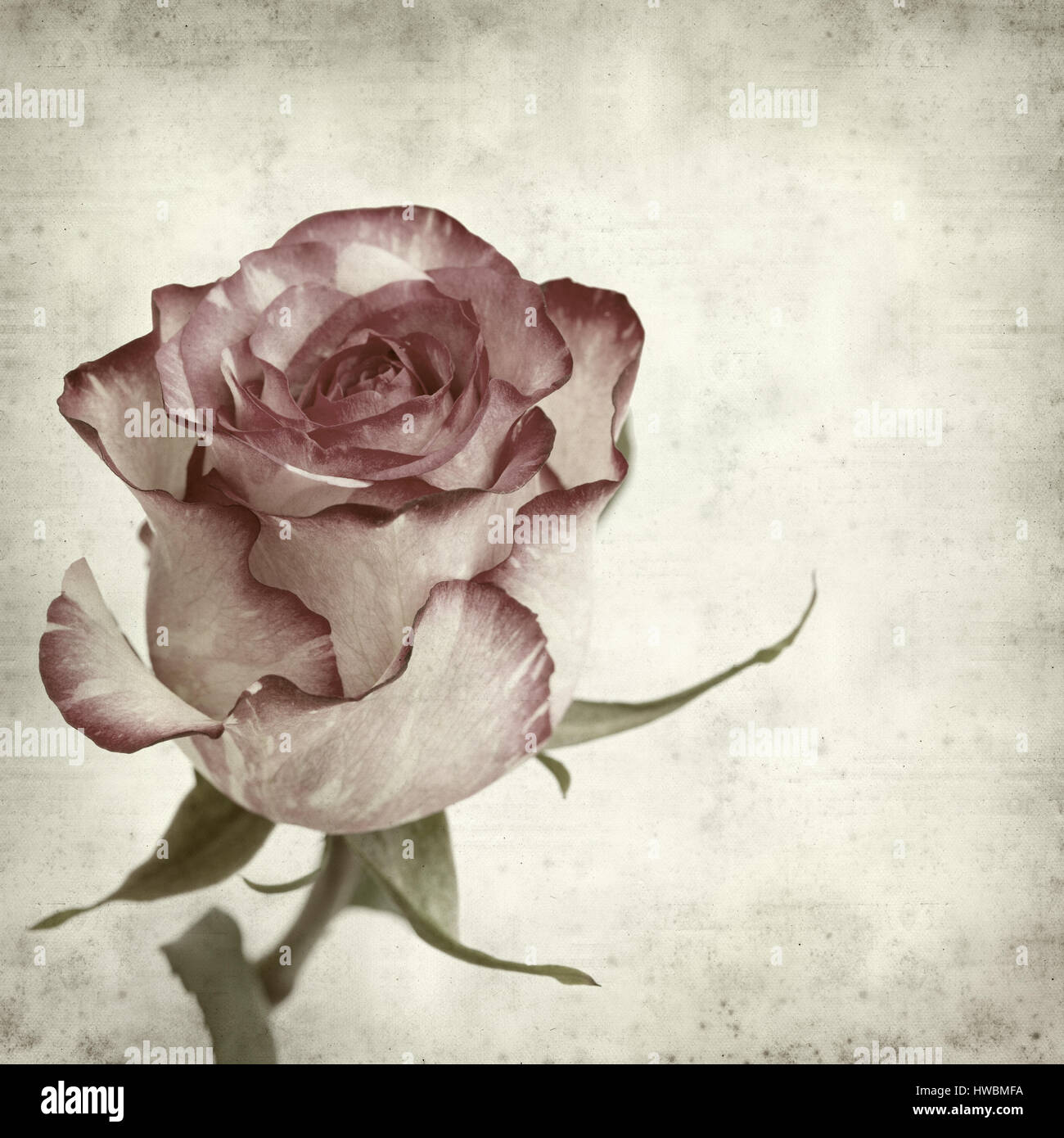 textured old paper background with unusual mottled rose Stock Photo - Alamy