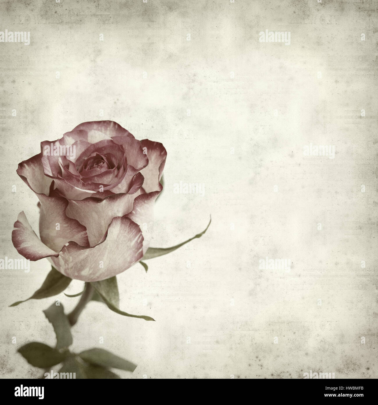 textured old paper background with unusual mottled rose Stock Photo - Alamy