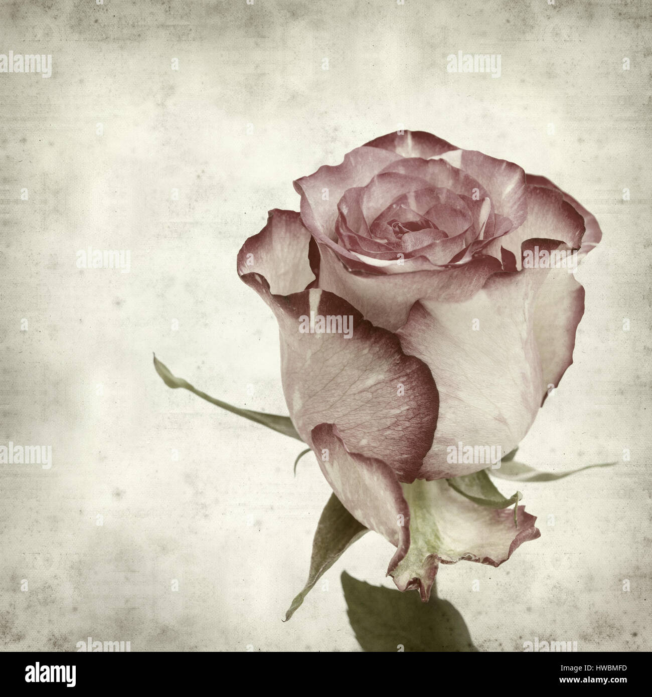 textured old paper background with unusual mottled rose Stock Photo - Alamy