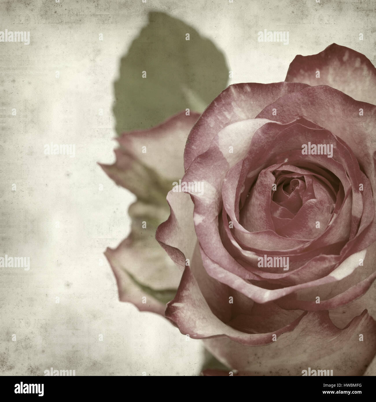 textured old paper background with unusual mottled rose Stock Photo - Alamy