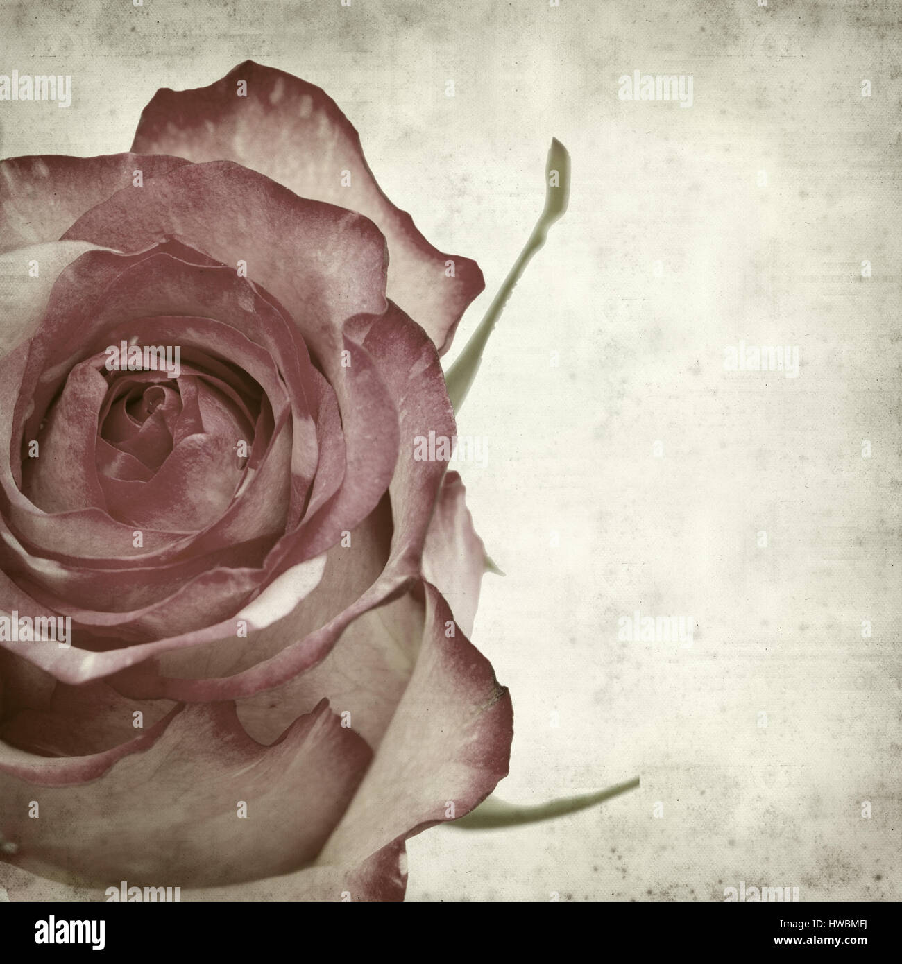 textured old paper background with unusual mottled rose Stock Photo - Alamy