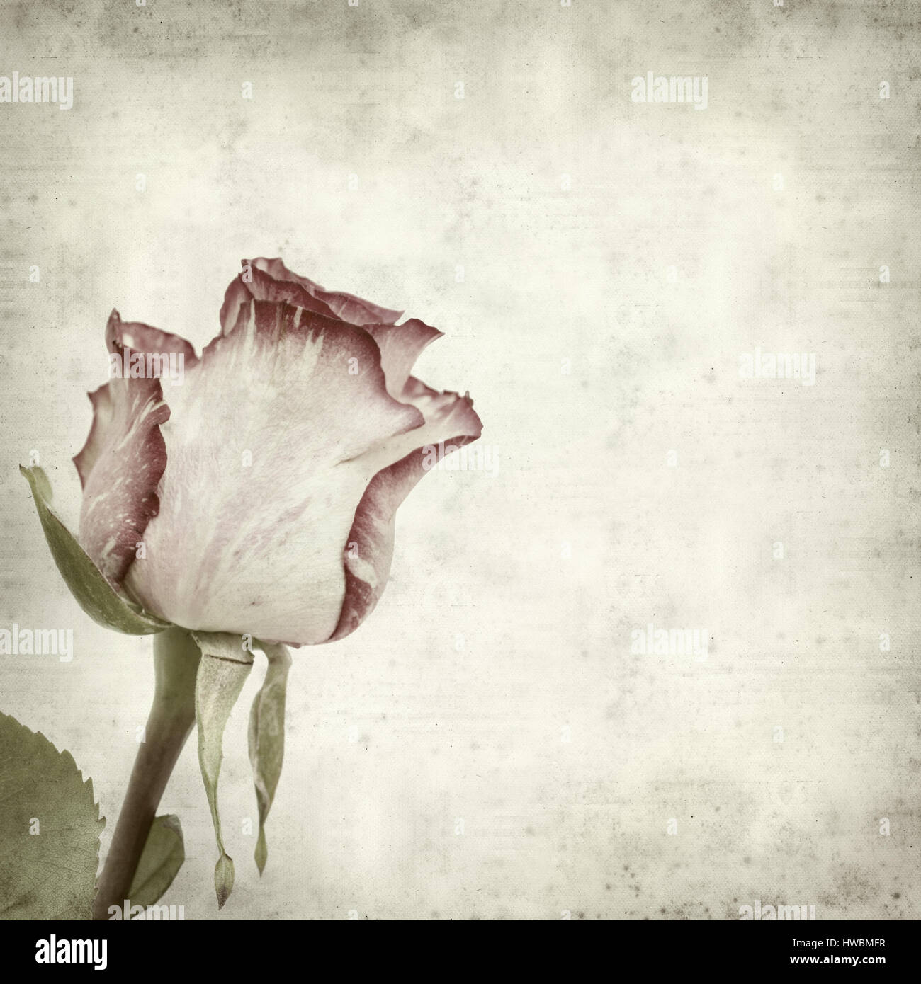 textured old paper background with unusual mottled rose Stock Photo - Alamy