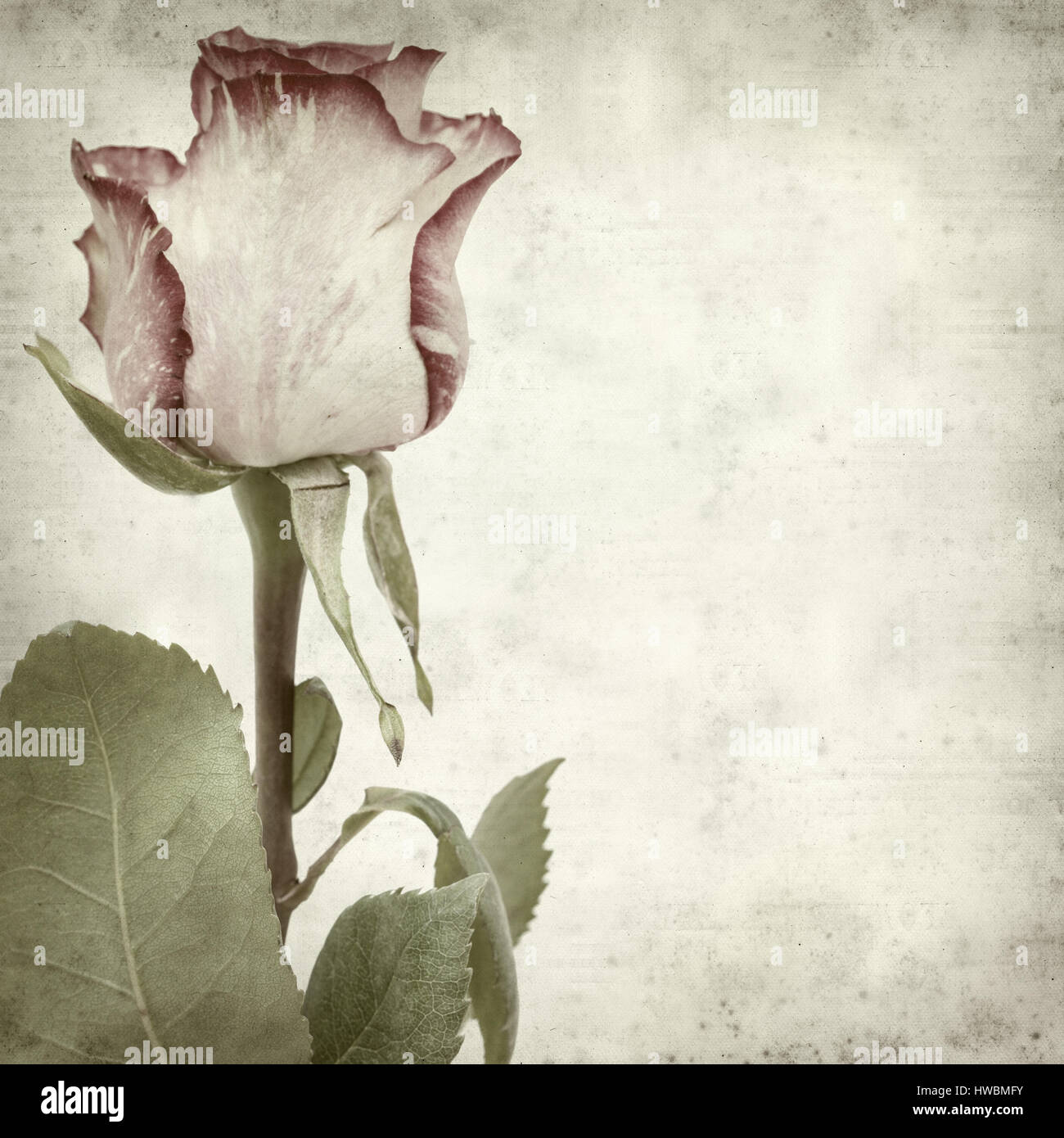 textured old paper background with unusual mottled rose Stock Photo - Alamy
