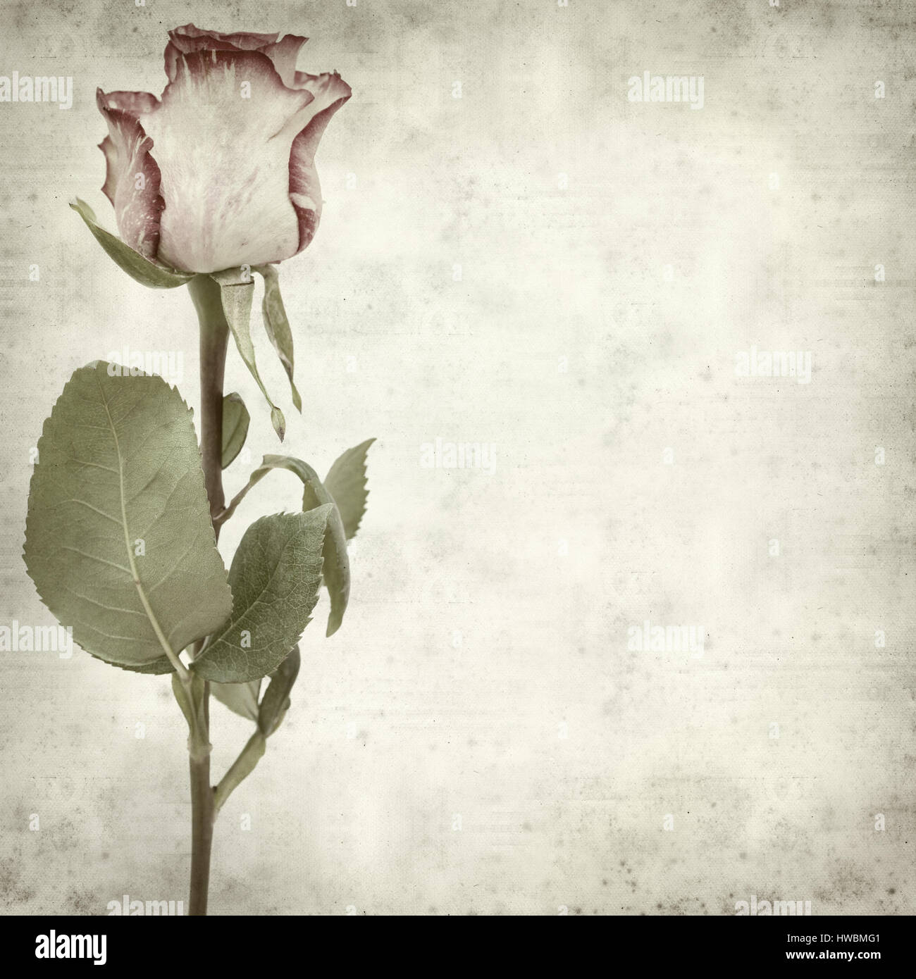 textured old paper background with unusual mottled rose Stock Photo - Alamy