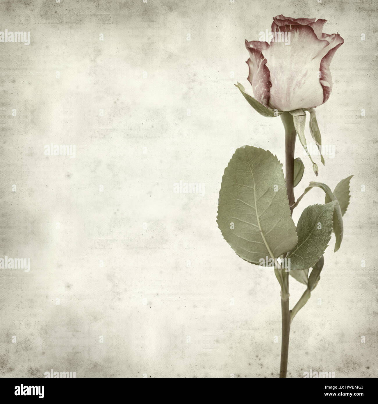 textured old paper background with unusual mottled rose Stock Photo - Alamy