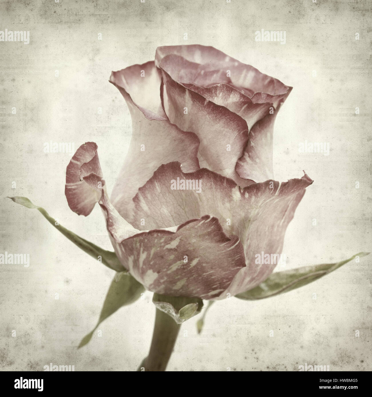 textured old paper background with unusual mottled rose Stock Photo - Alamy