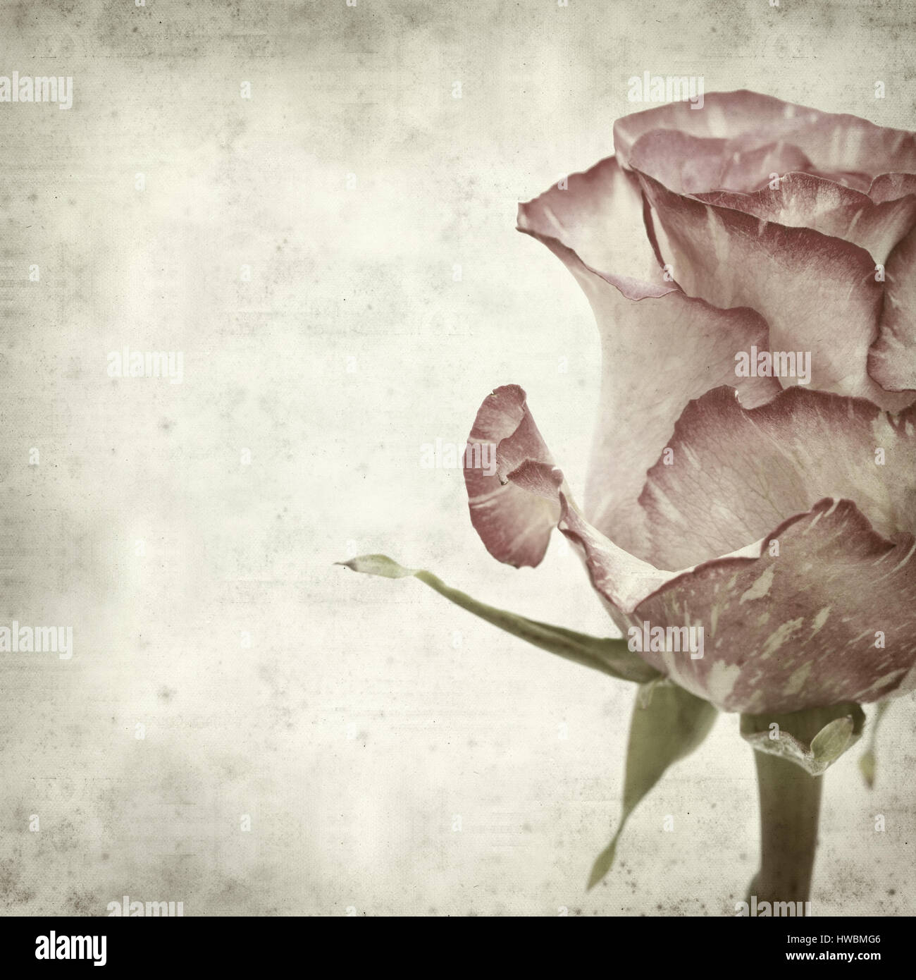 textured old paper background with unusual mottled rose Stock Photo - Alamy