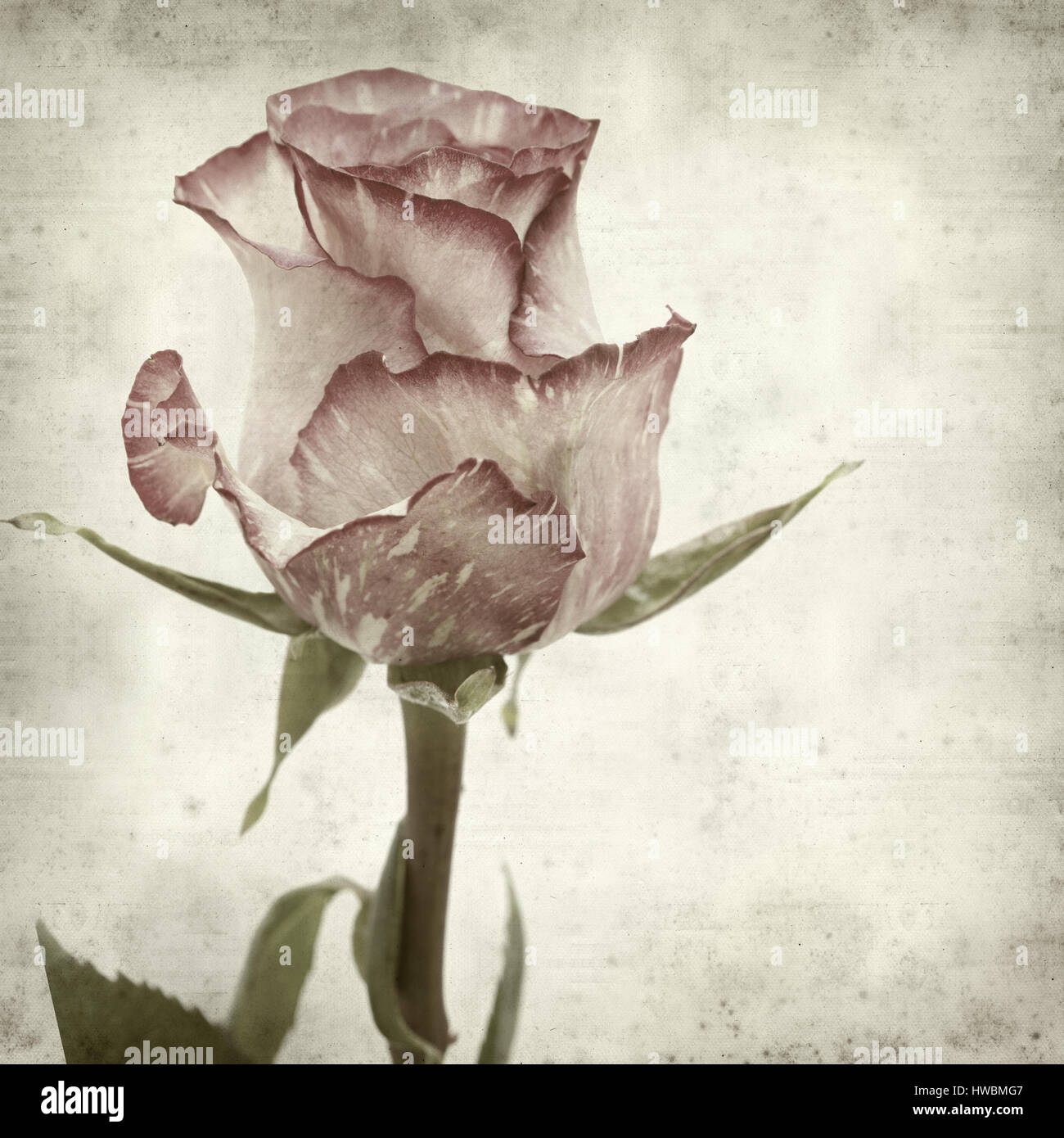 textured old paper background with unusual mottled rose Stock Photo - Alamy