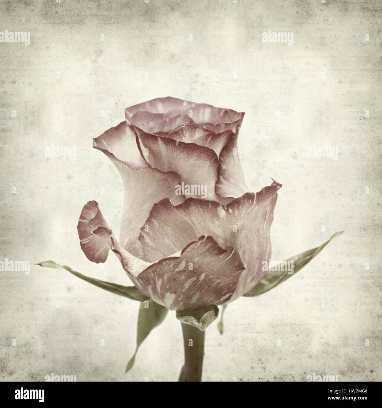 textured old paper background with unusual mottled rose Stock Photo - Alamy