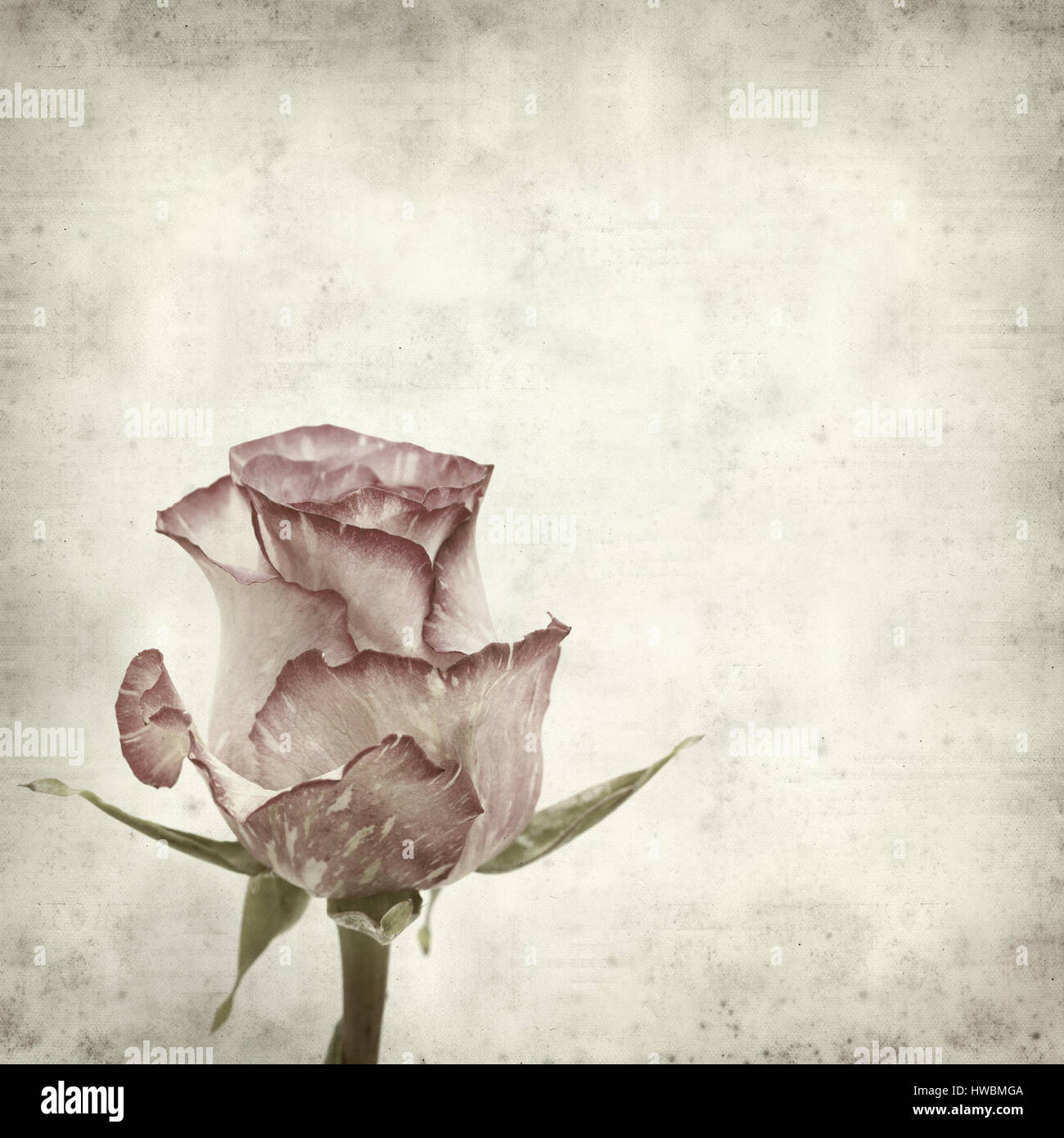 textured old paper background with unusual mottled rose Stock Photo - Alamy
