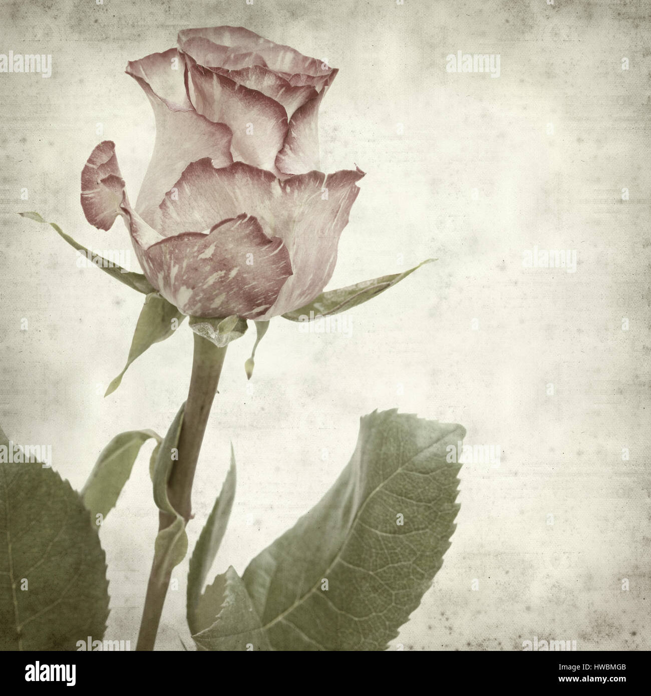 textured old paper background with unusual mottled rose Stock Photo - Alamy