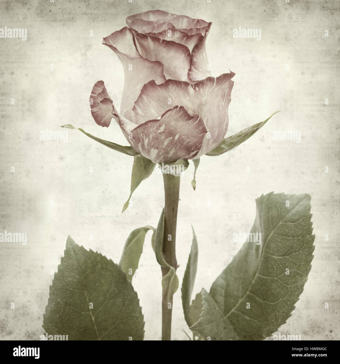 textured old paper background with unusual mottled rose Stock Photo - Alamy