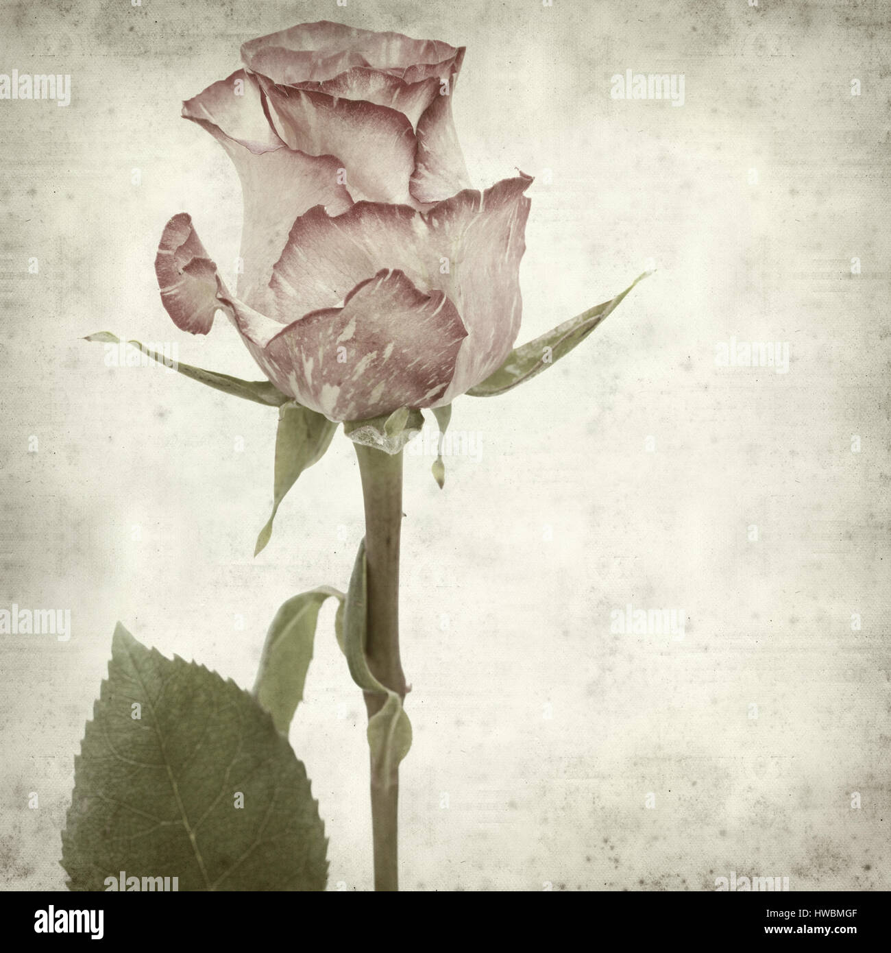 textured old paper background with unusual mottled rose Stock Photo - Alamy