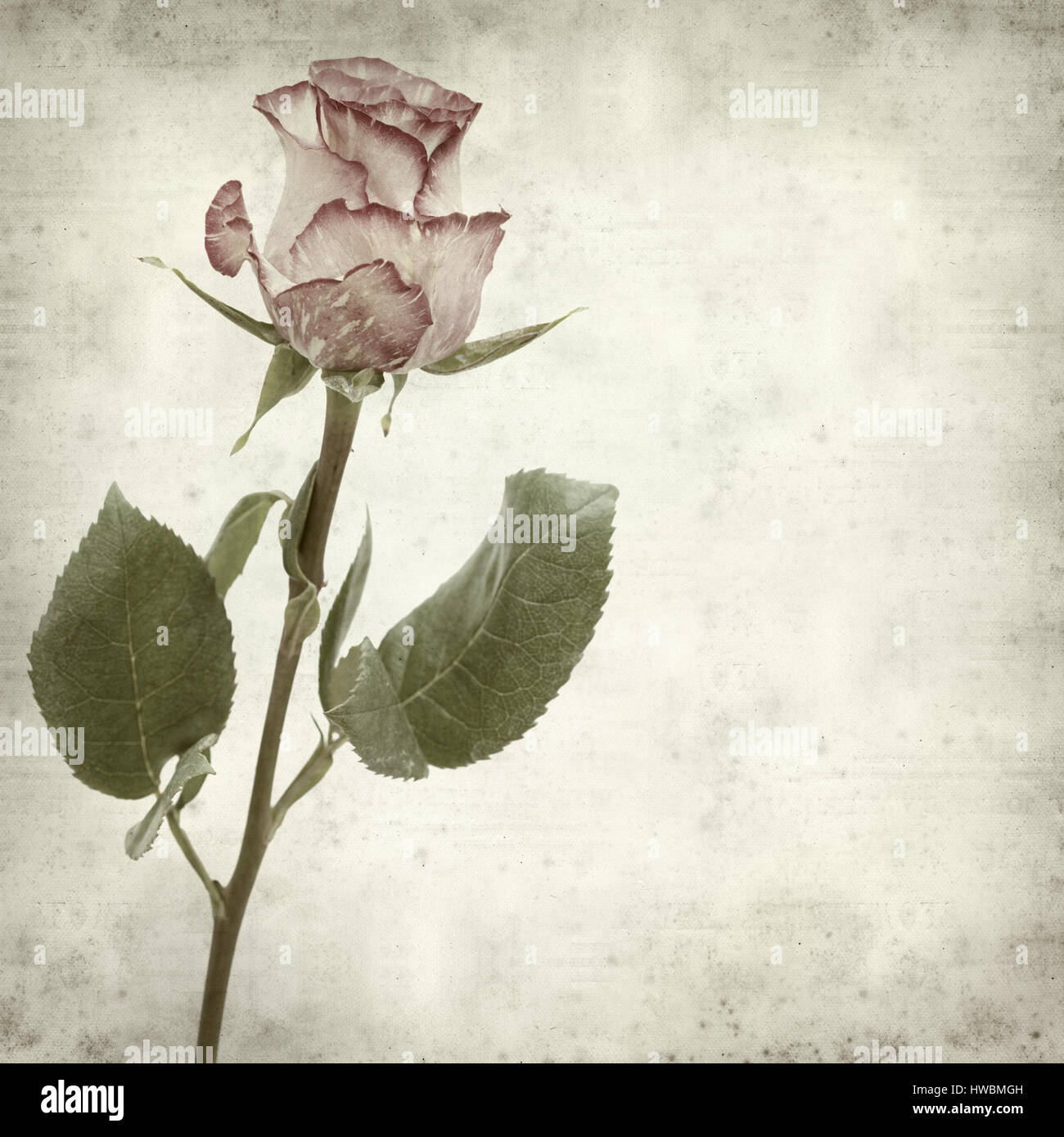 textured old paper background with unusual mottled rose Stock Photo - Alamy