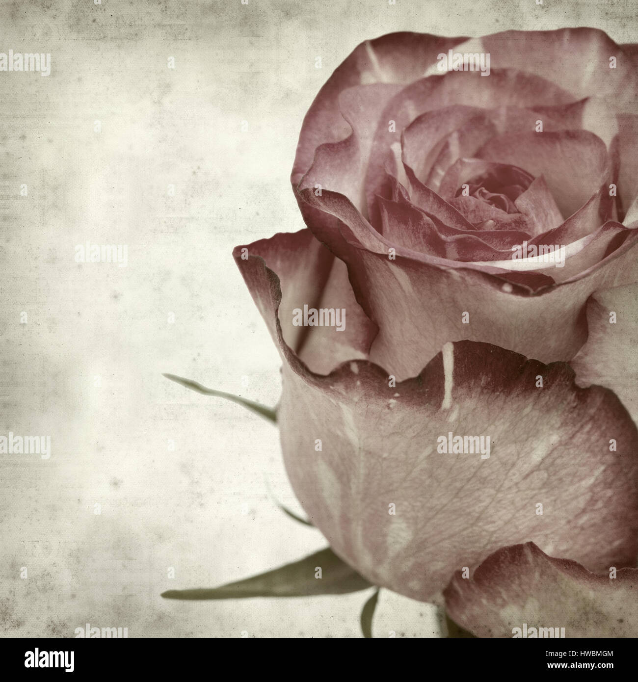 textured old paper background with unusual mottled rose Stock Photo - Alamy