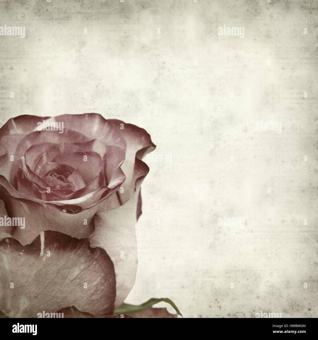 textured old paper background with unusual mottled rose Stock Photo - Alamy