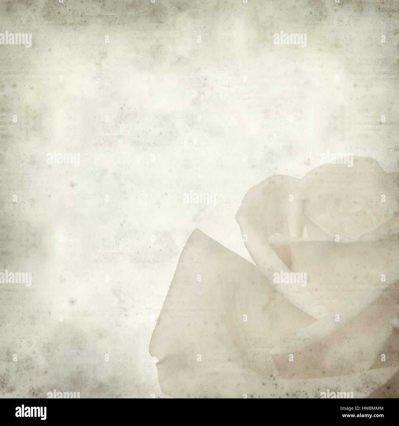 textured old paper background with gentle, light pink rose flower Stock ...