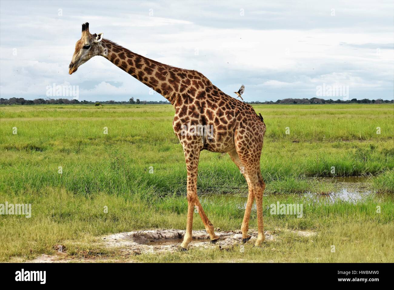 Veld hi-res stock photography and images - Alamy