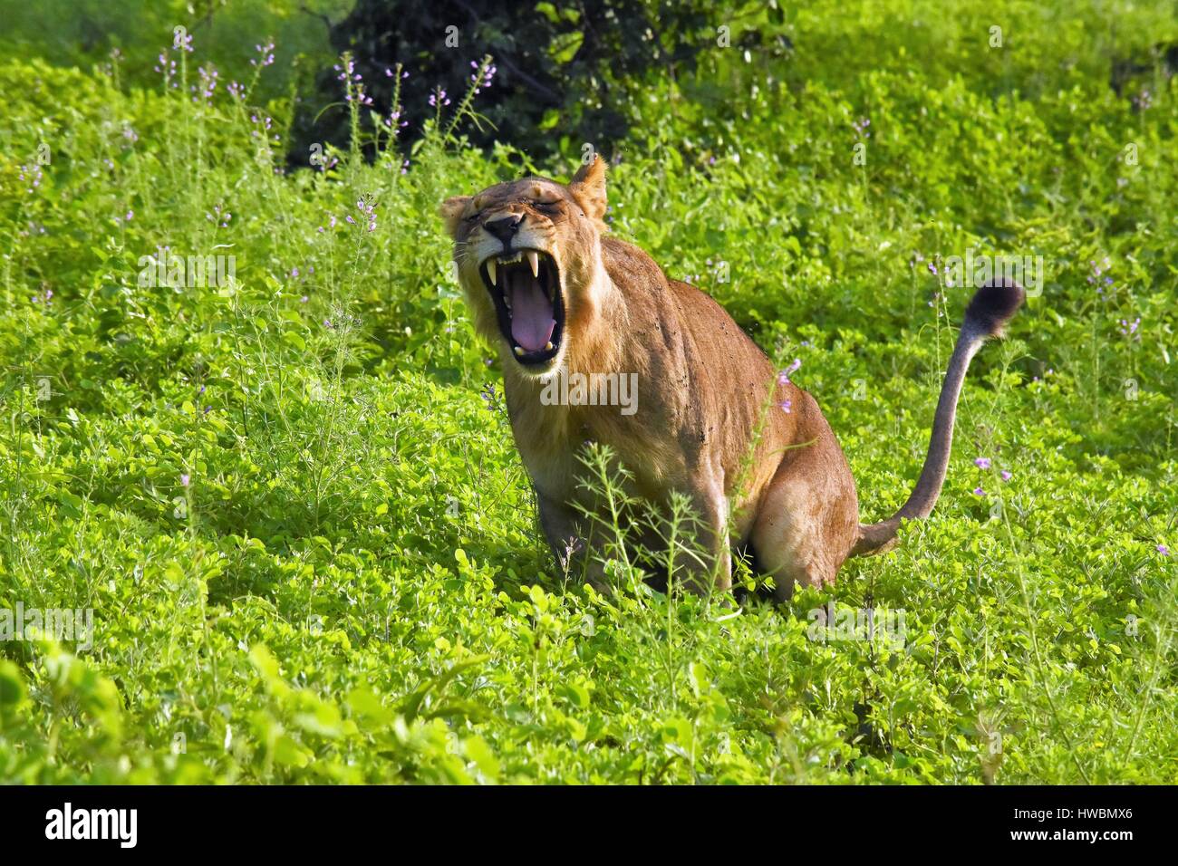 Grasslands and savanna of sub saharan africa hi-res stock photography ...