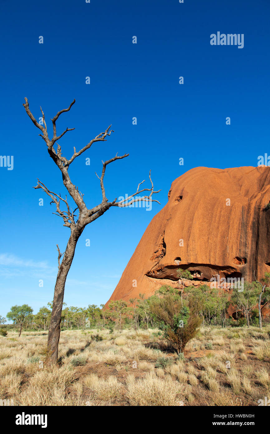 Uluru and a Dead Tree, Uluru-Kata Tjuta National Park, Northern ...