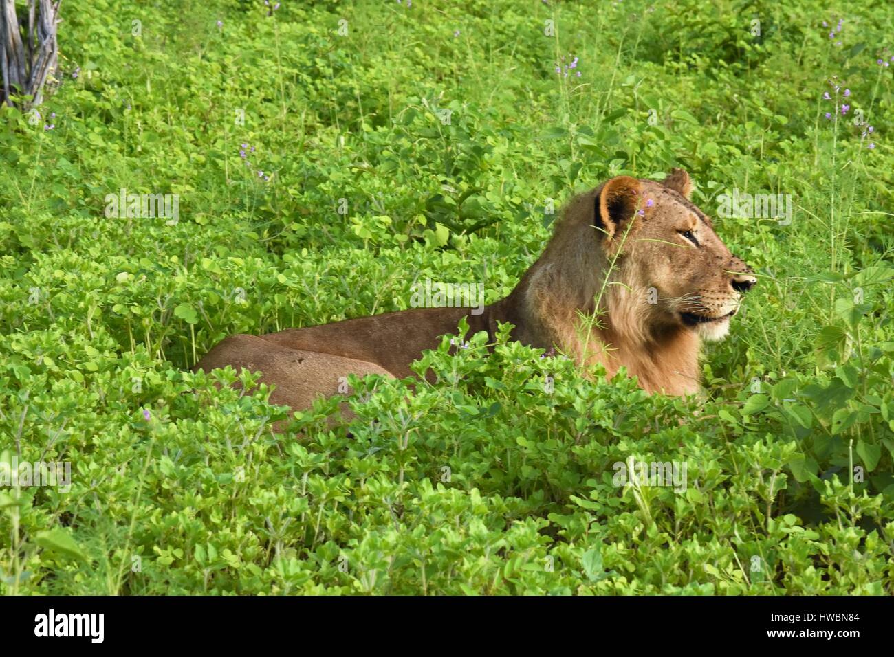 Pride Of Lions Grasslands High Resolution Stock Photography and Images ...