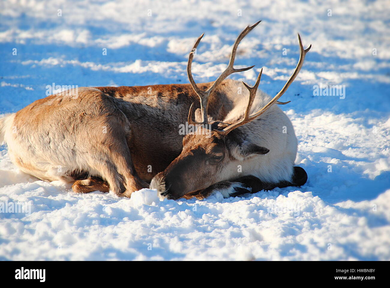 Woodland caribou hi-res stock photography and images - Alamy