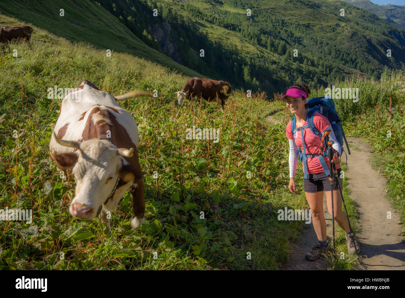 Hiker with cow on the Tour du Mont Blanc hiking trail, Italian alps ...