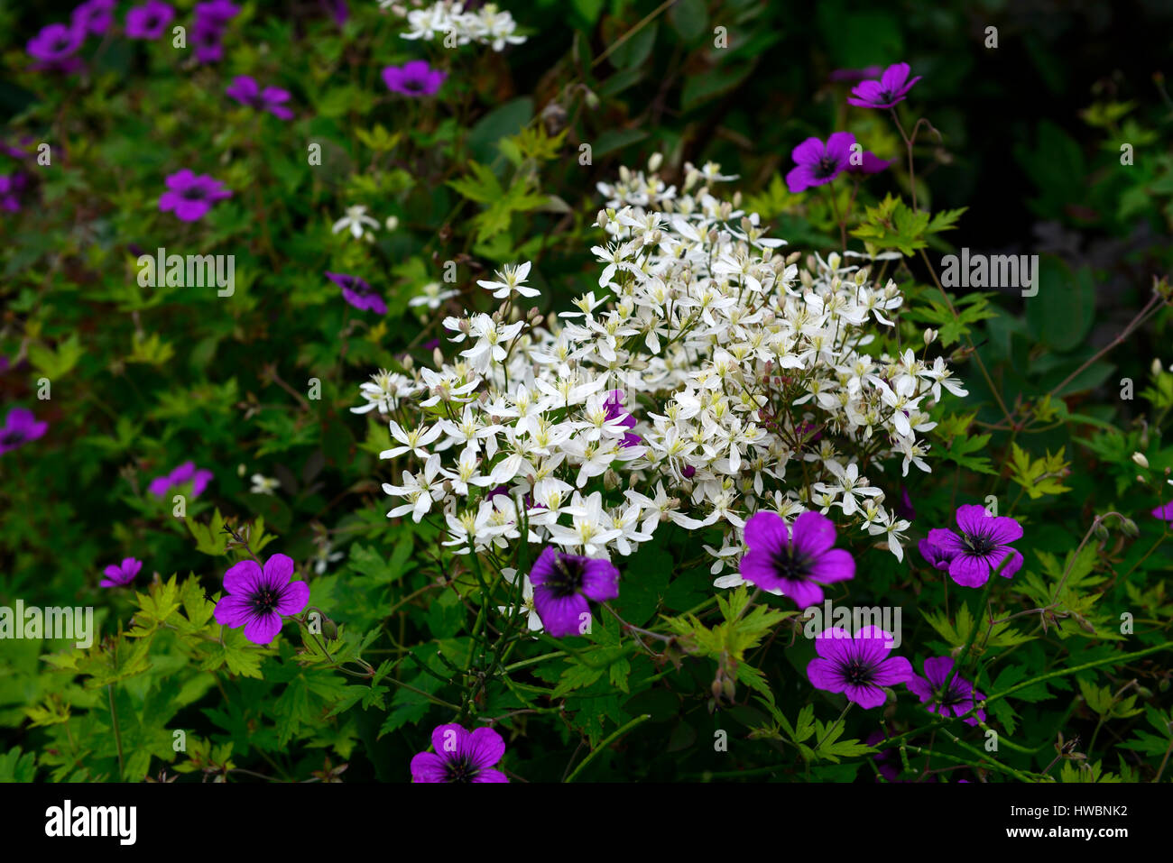 white clematis, purple geranium, mix, mixed, flower, flowers, flowering ...