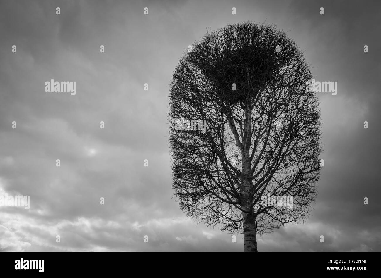 Tree move Black and White Stock Photos & Images - Alamy