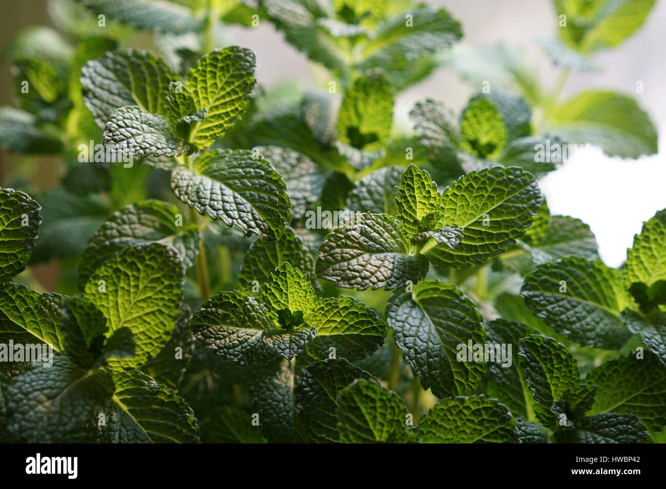 Mint growing in an indoor pot plant container Stock Photo - Alamy