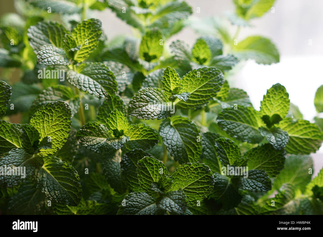 Mint growing in an indoor pot plant container Stock Photo - Alamy