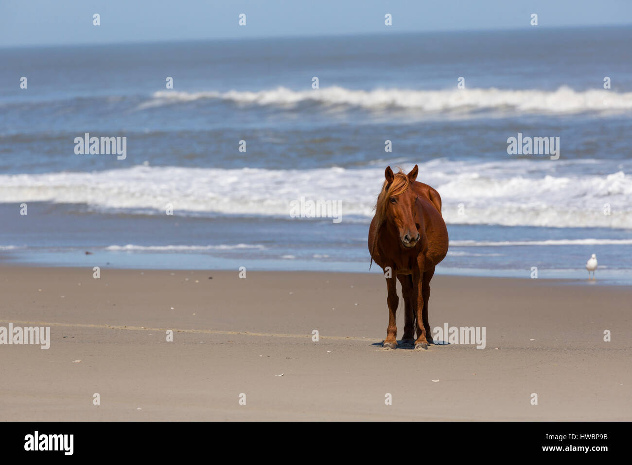 Wild Horse (Equus feral) on the beach in Currituck National Wildlife ...
