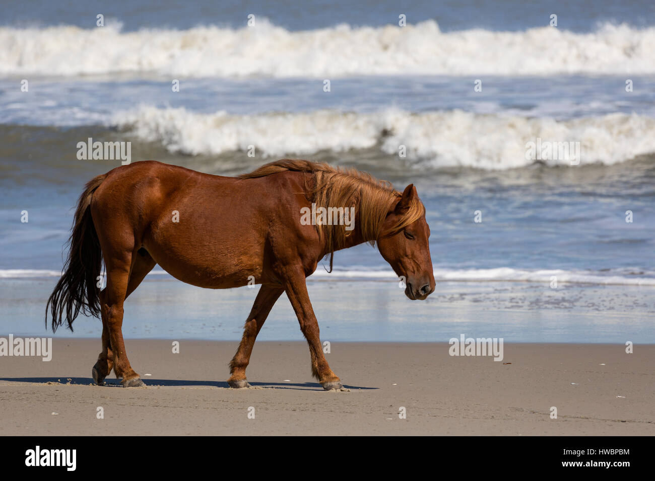 Wild Horse (Equus feral) on the beach in Currituck National Wildlife ...